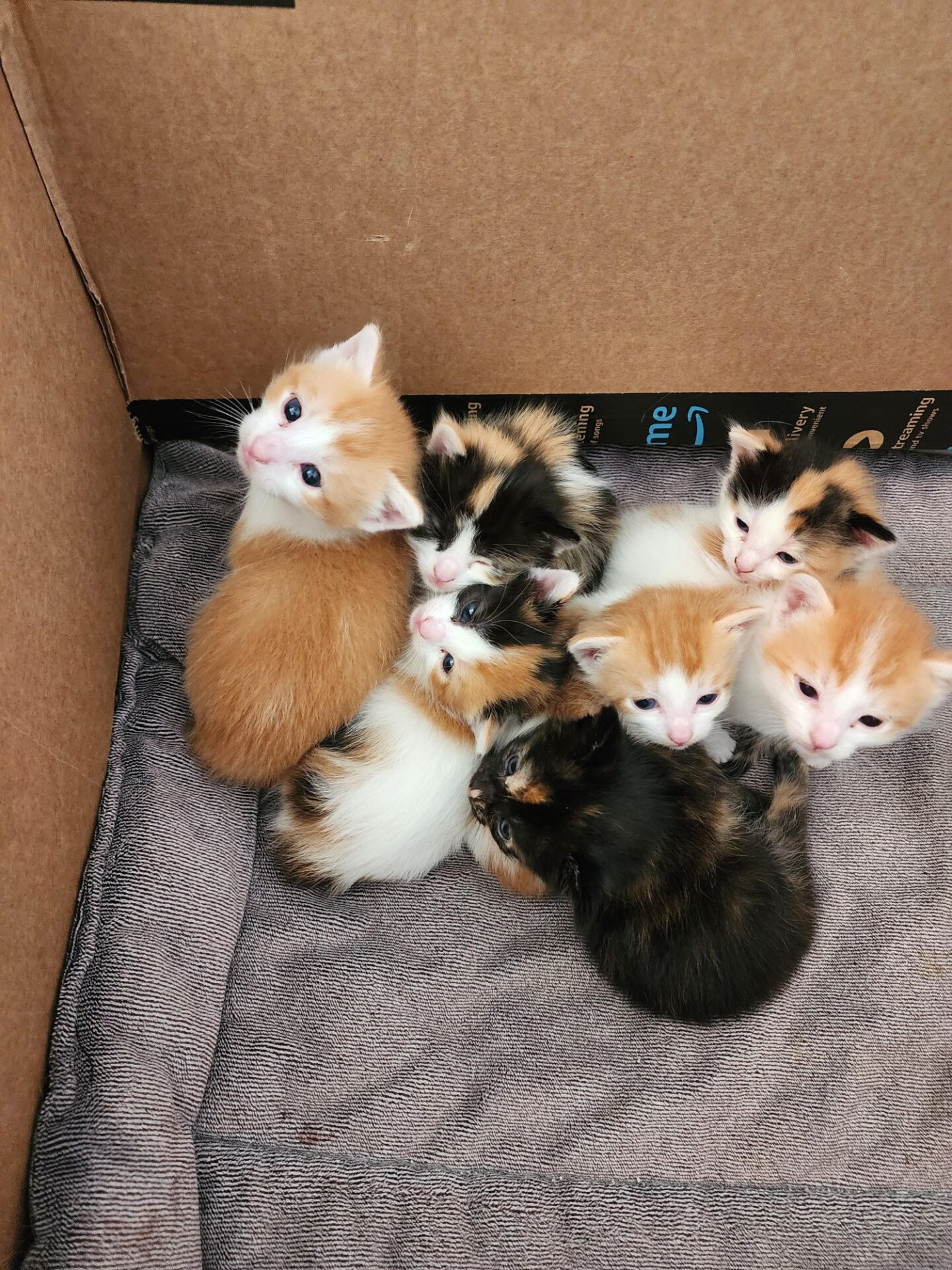New Arrivals - Kitty Klinic